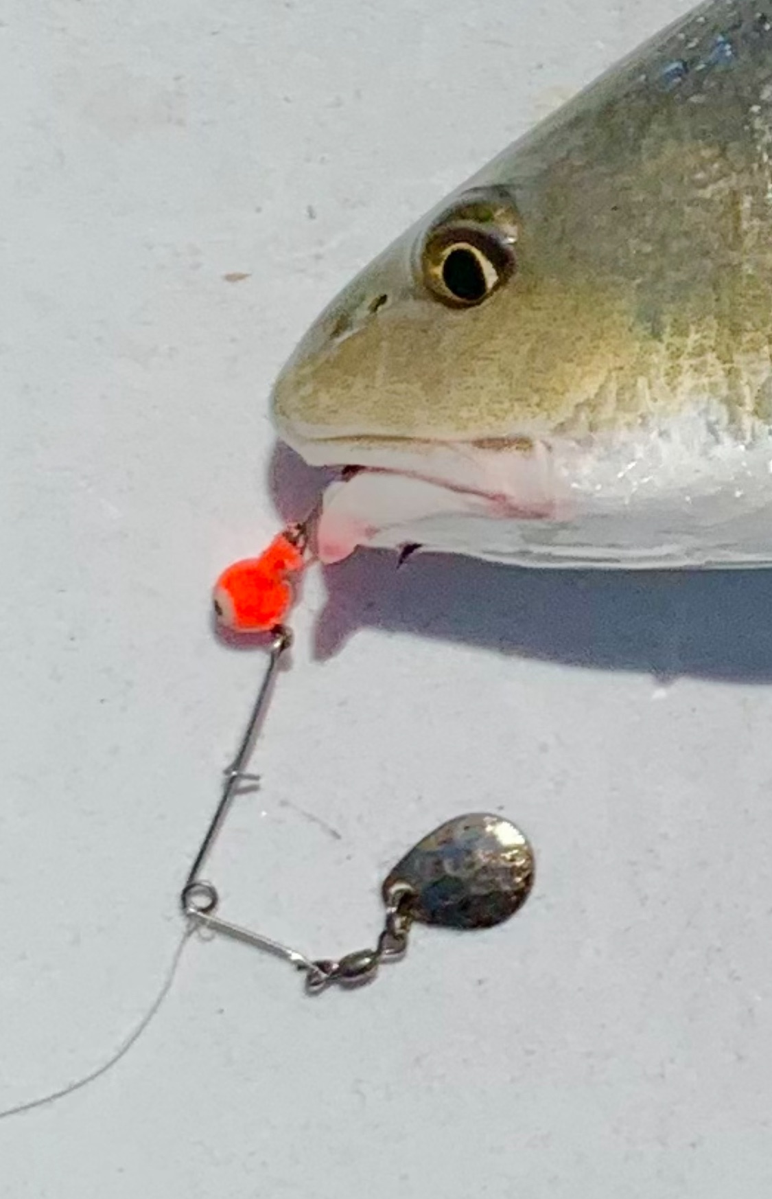 Josenhans Fly Fishing Blog | Chesapeake Bay Fly and Light Tackle Guide ...